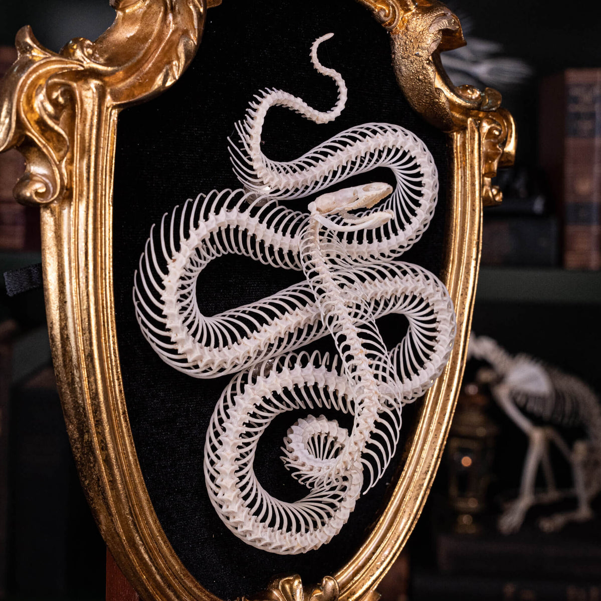 Snakes – Duy Ng Skeleton