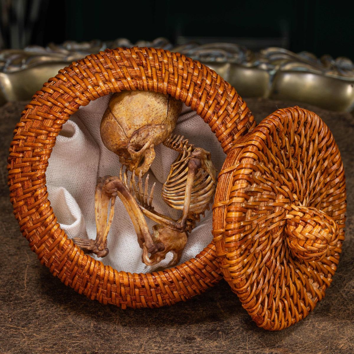 3D Printed Human Fetus Infant skeleton in Rattan Basket, 3D Print Goth ...