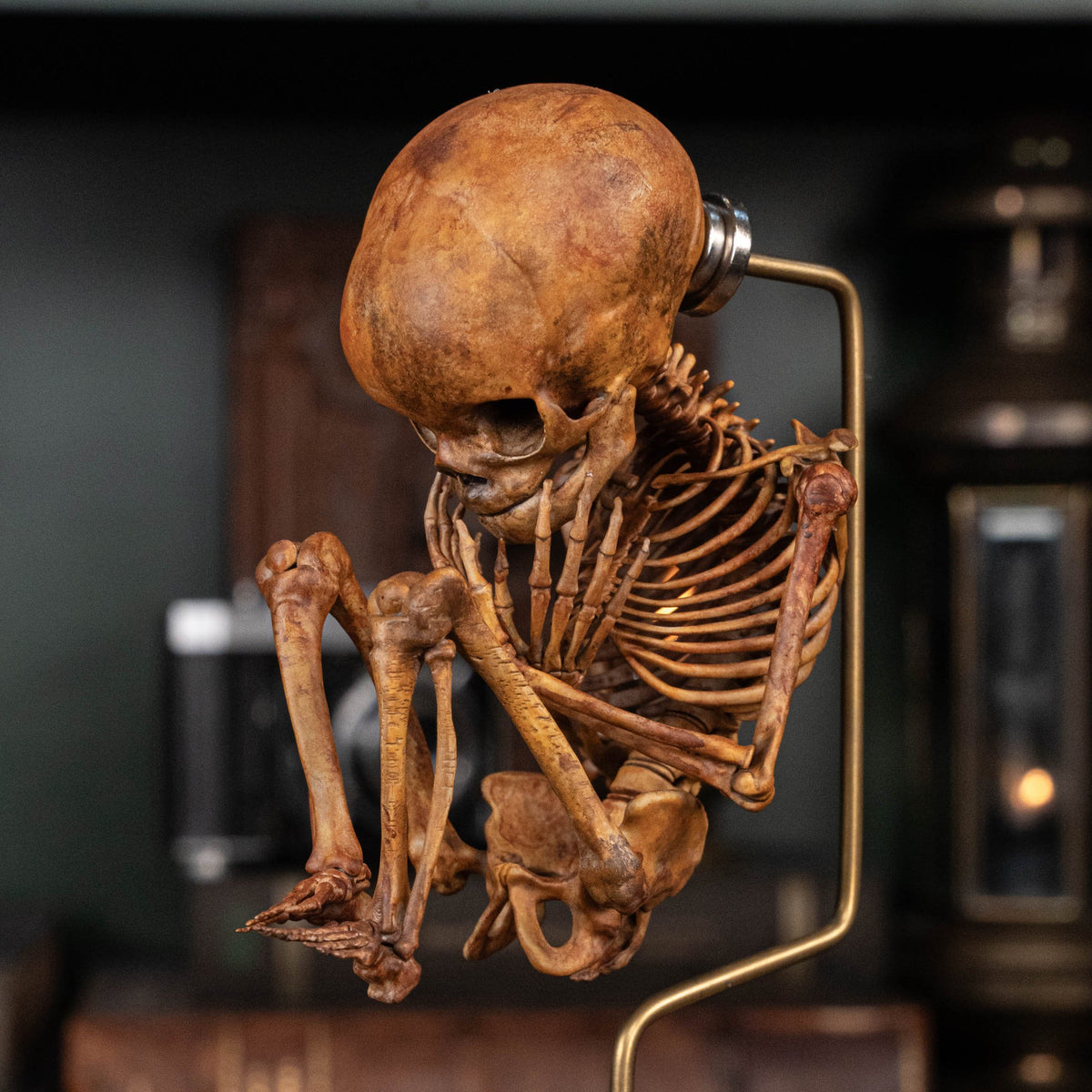 3D Printed Human Fetus Infant skeleton on Magnet Stand, hand painted f ...