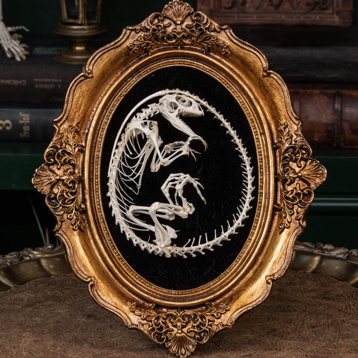 Dinosaur Embryo resembled from real Butterfly Agama skeleton curled up ...