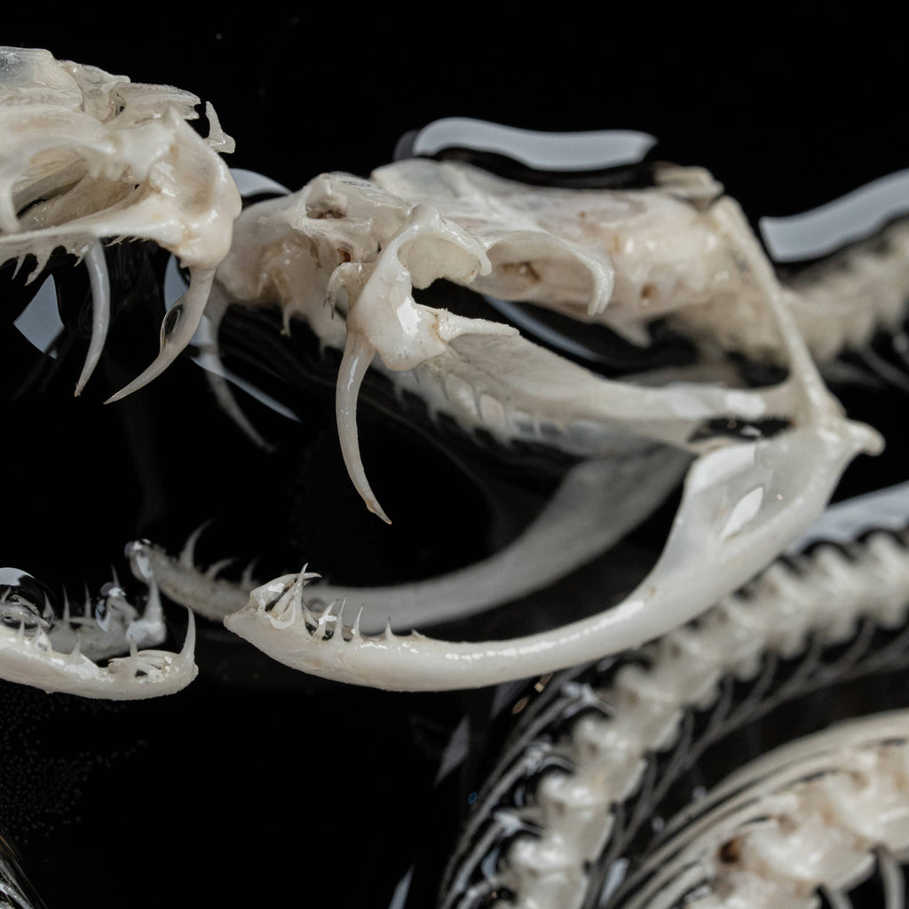 Real Snake skeleton taxidermy, Caduceus symbol on Vintage Frame – Duy ...