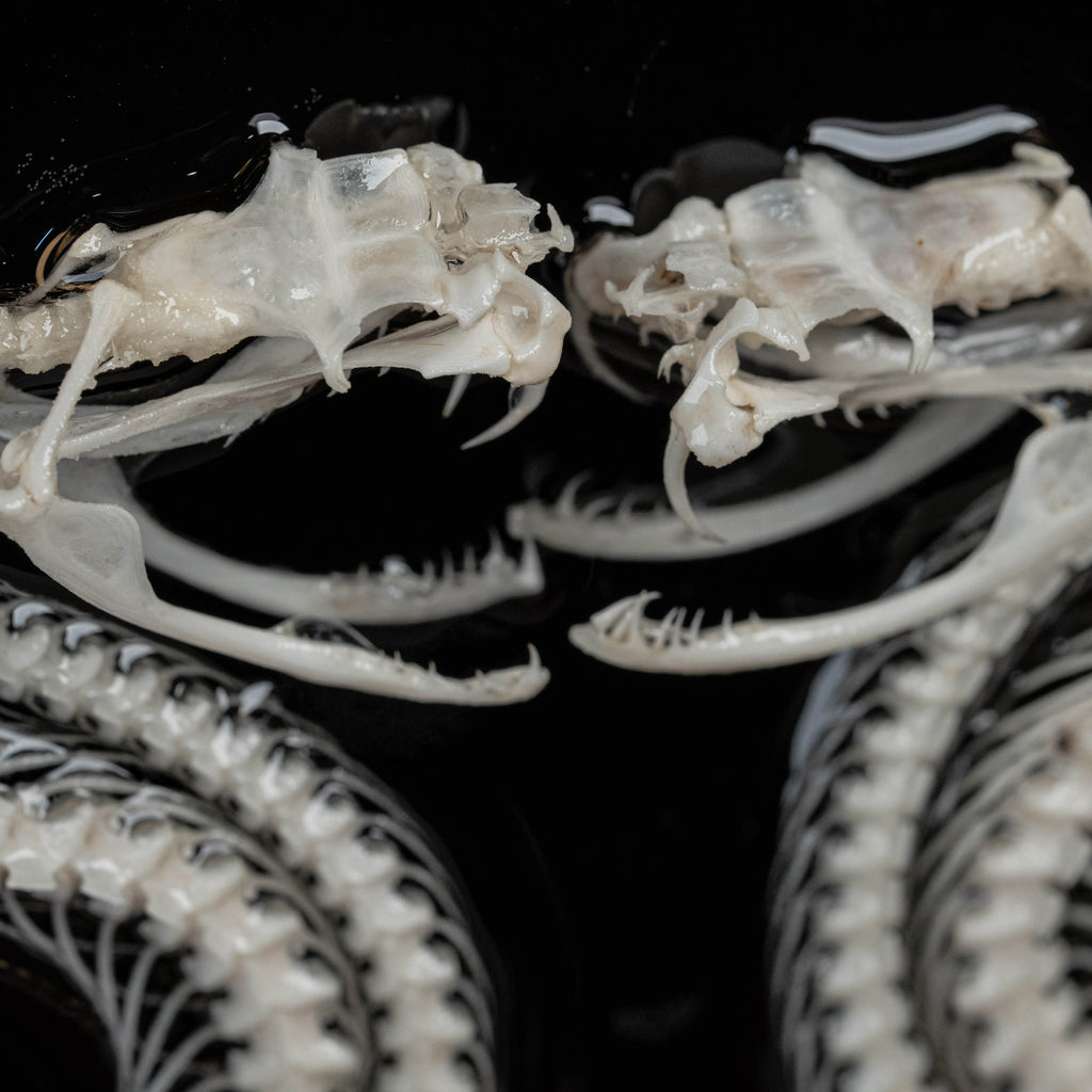 Real Snake skeleton taxidermy, Caduceus symbol on Vintage Frame – Duy ...