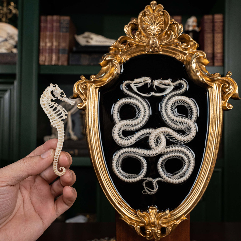 Real Snake skeleton taxidermy, Caduceus symbol on Vintage Frame – Duy ...