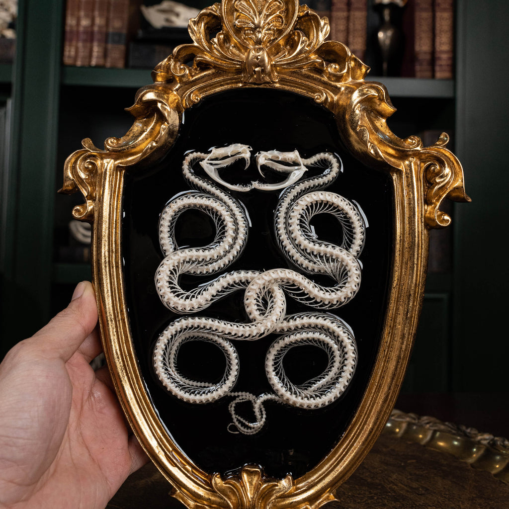 Real Snake skeleton taxidermy, Caduceus symbol on Vintage Frame – Duy ...