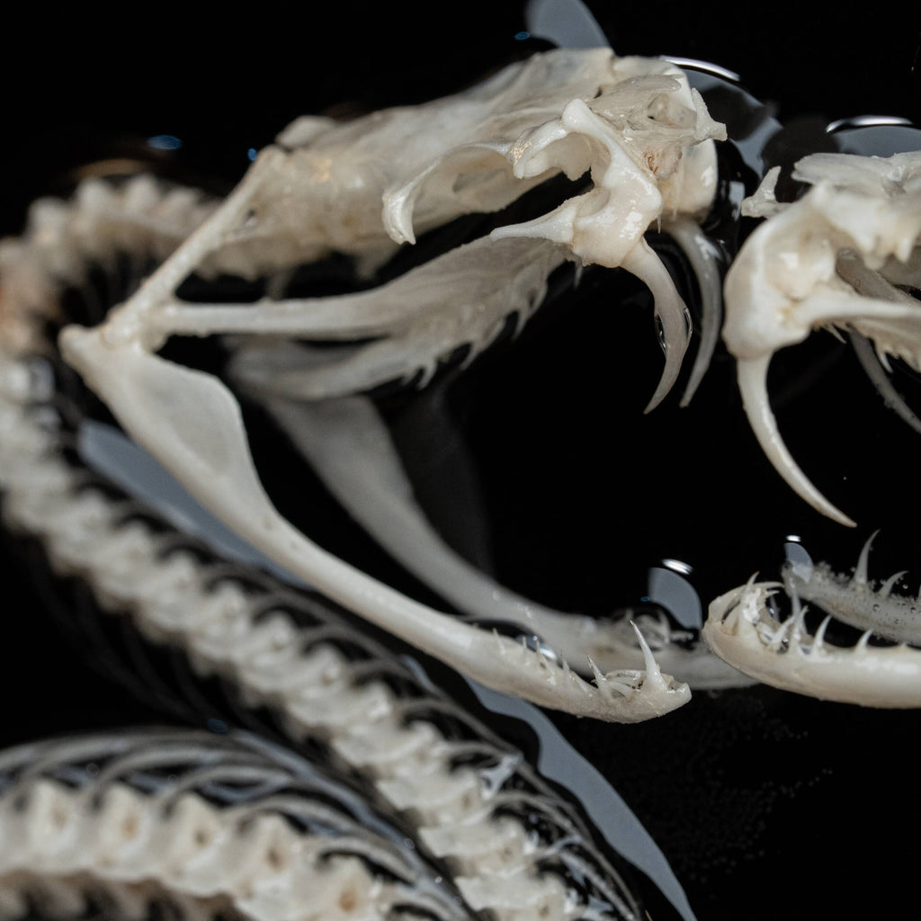 Real Snake skeleton taxidermy, Caduceus symbol on Vintage Frame – Duy ...