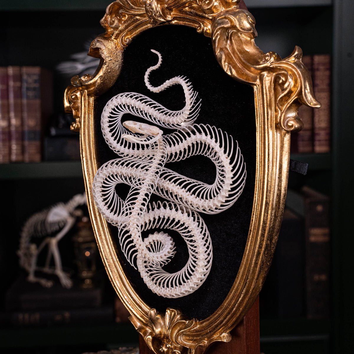 Real Snake skeleton, resemble a Cobra Snake Pose, Magnet mount on Vint ...