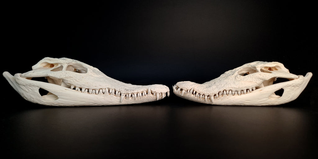 Real Animal Skulls, Skeletons & Bone Art – DuyNgSkeleton