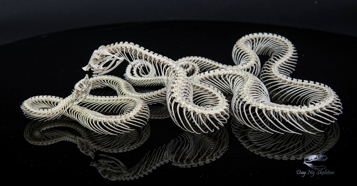 Collections – Duy Ng Skeleton