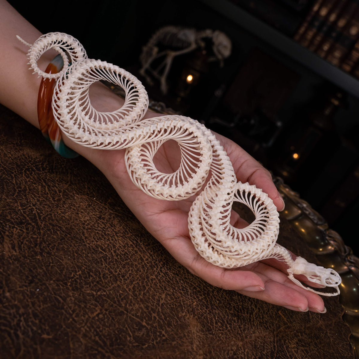 Real Snake skeleton, snake taxidermy, snake fangs, viper, python – Duy ...