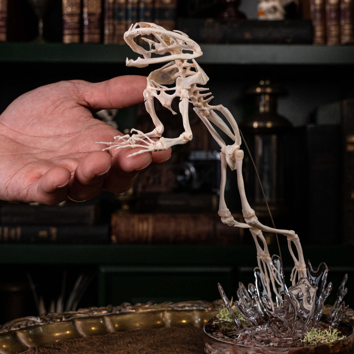 Real Frog skeleton, East Asian Bullfrog, jumping out of resin diorama ...
