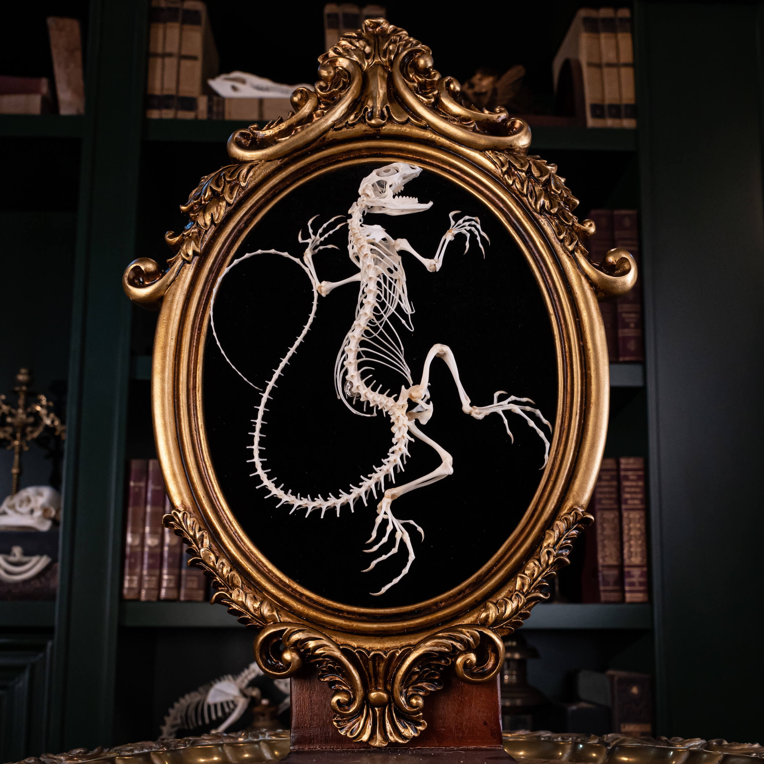 Dinosaur Skeleton Velociraptor fossil resembled from real Butterfly Ag ...