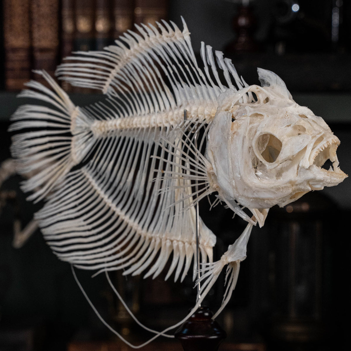 Real Giant Gourami Skeleton, fish skeleton taxidermy, Gothic Home Deco ...