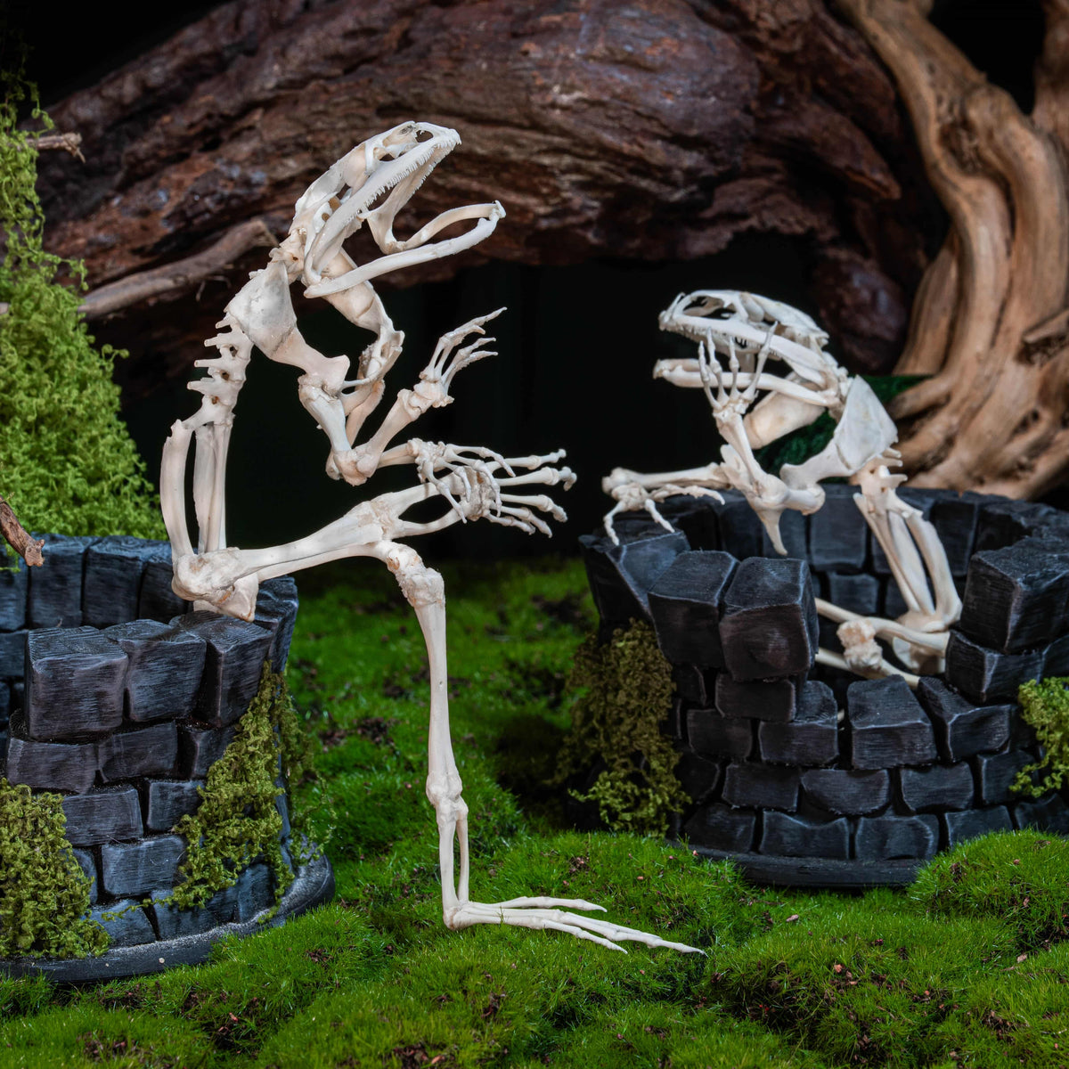Frog skeleton sit on stone well, frog taxidermy with diorama, The Frog ...