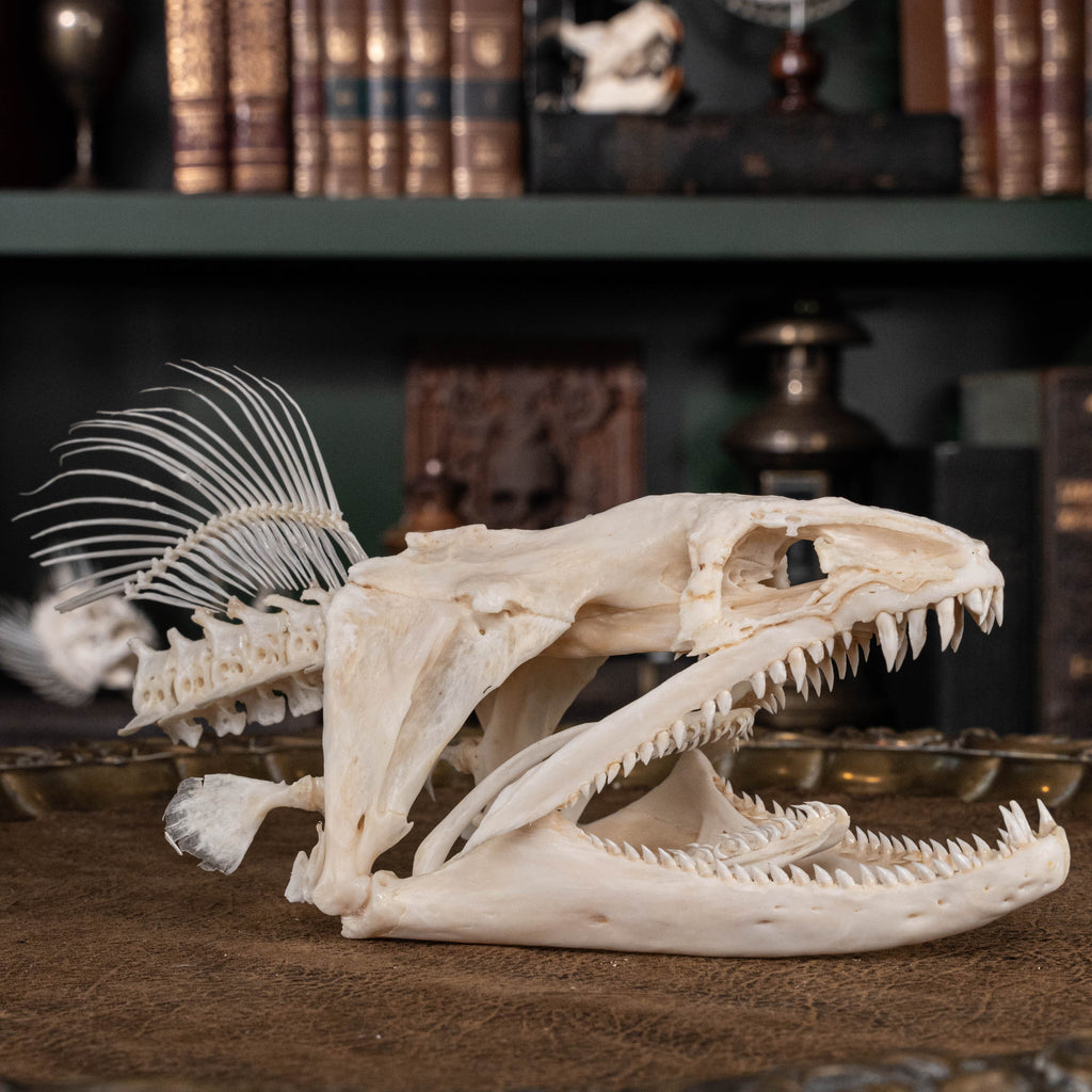 Fish Skeletons – Duy Ng Skeleton