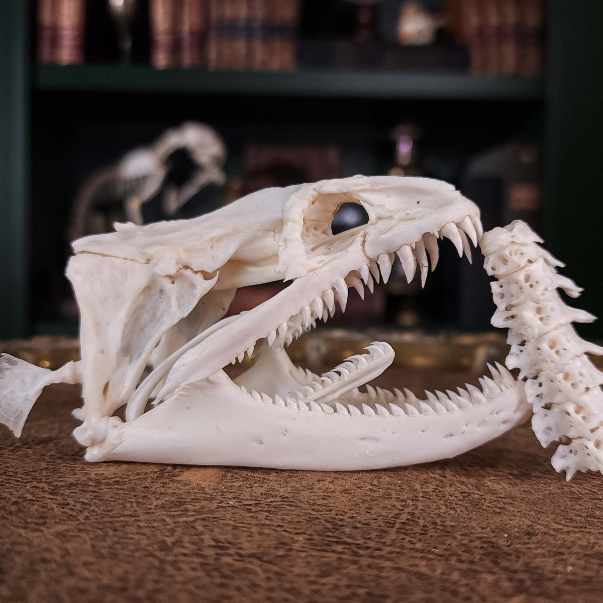 Real Moray Eel Skull 10 cm, Monster fish skeleton Taxidermy, Pharyngea ...