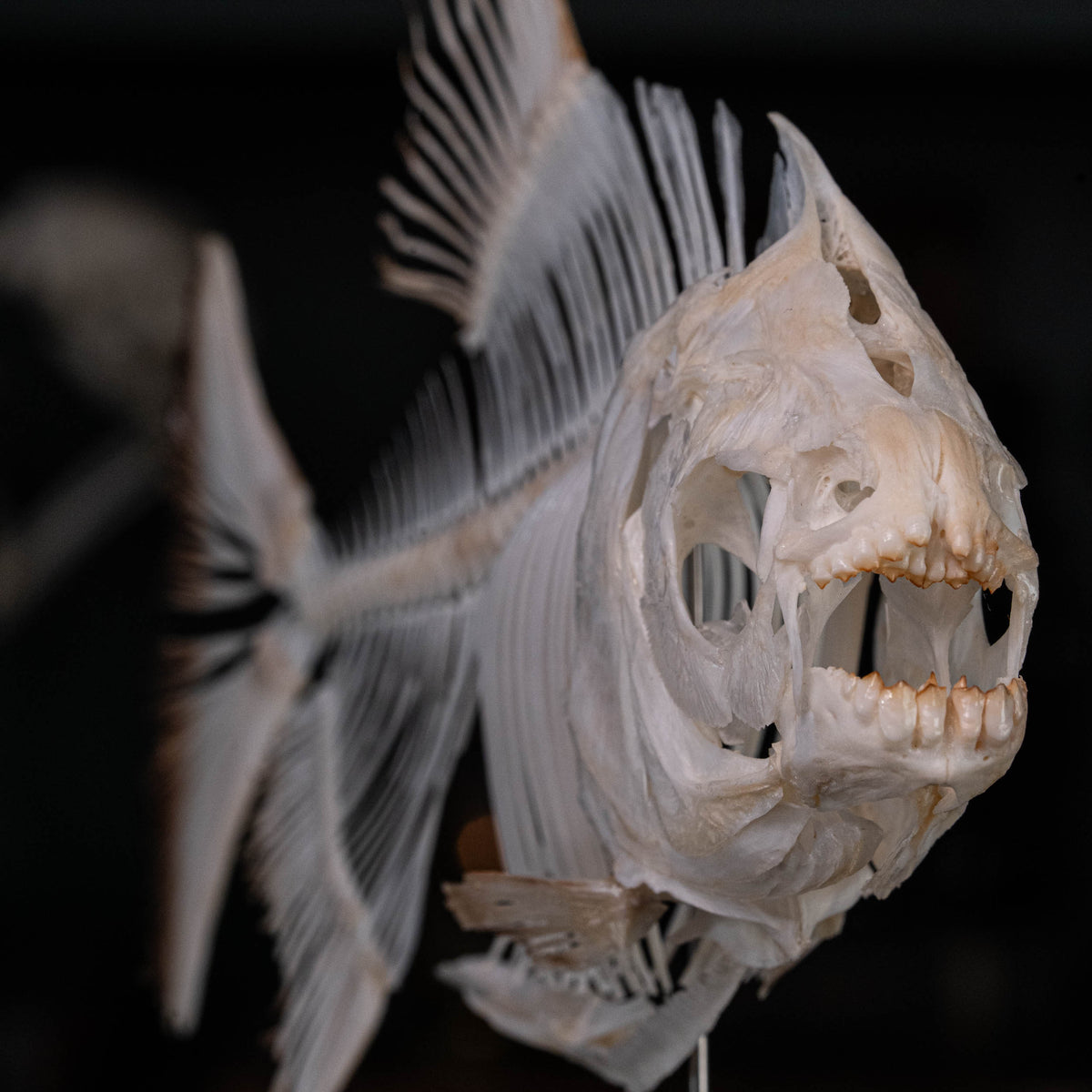 Real Pacu fish Skeleton, Gothic Home Decor, Oddities and Curiosities g ...