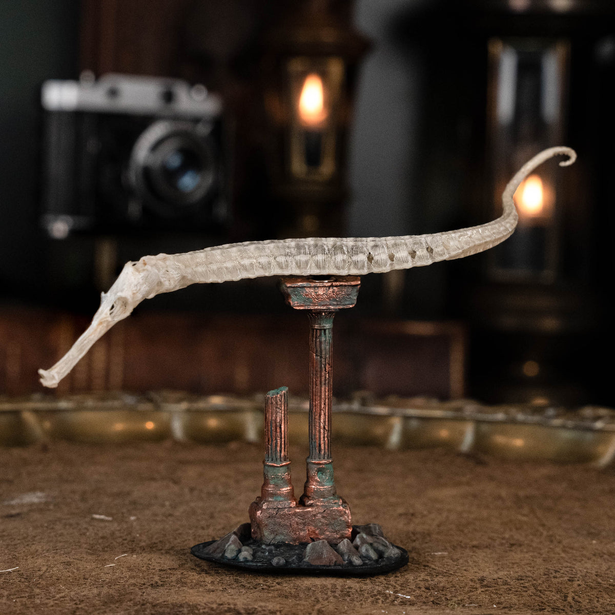 Real Pipefish skeleton, fish skeleton taxidermy anatomy art – Duy Ng ...