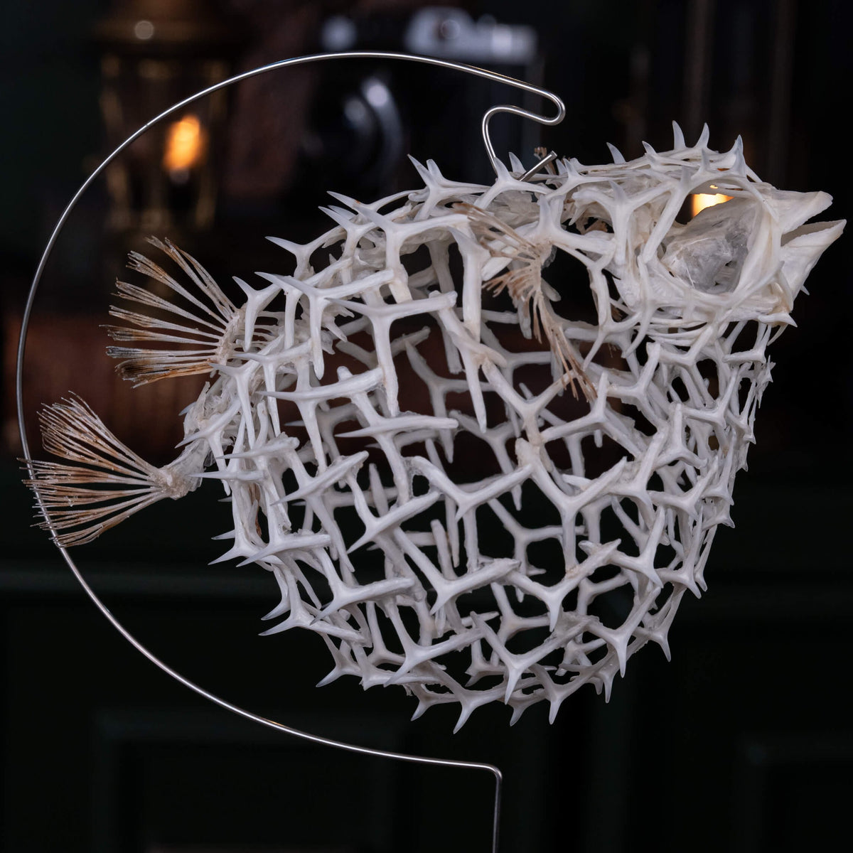 Real Pufferfish Skeleton, Fish skeleton Taxidermy, Oddities Collector ...