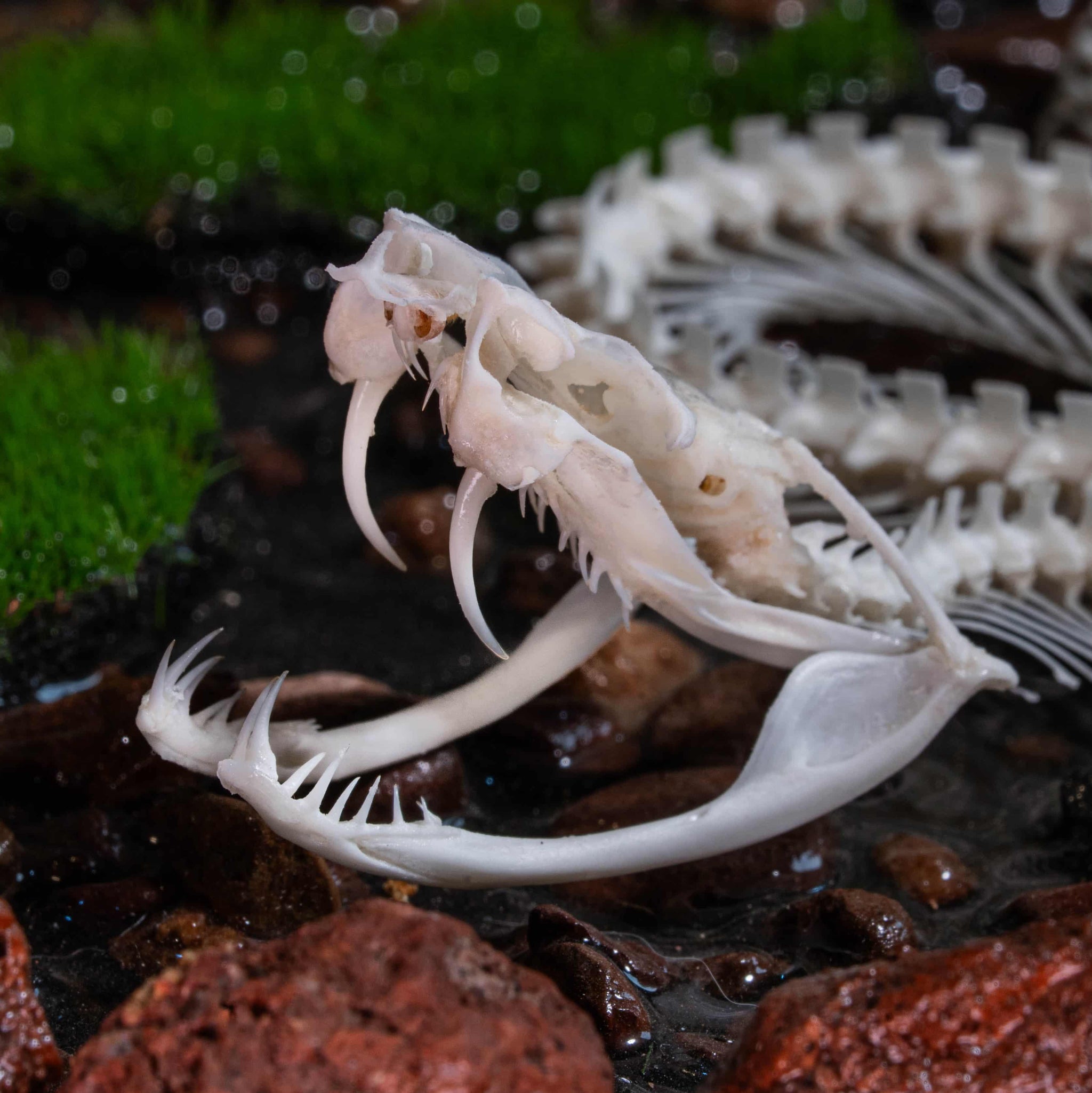 skeleton snake viper