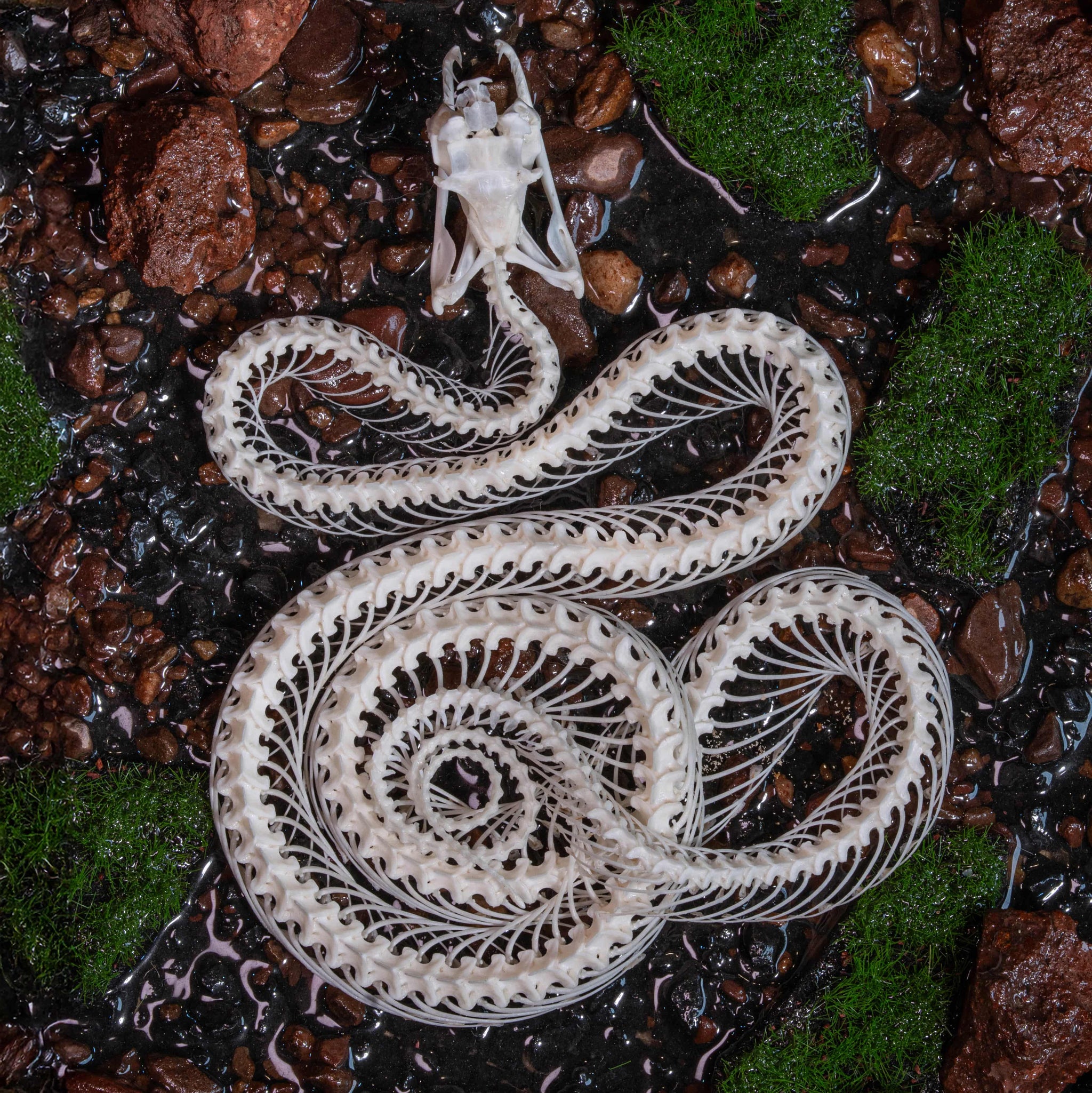 skeleton snake viper