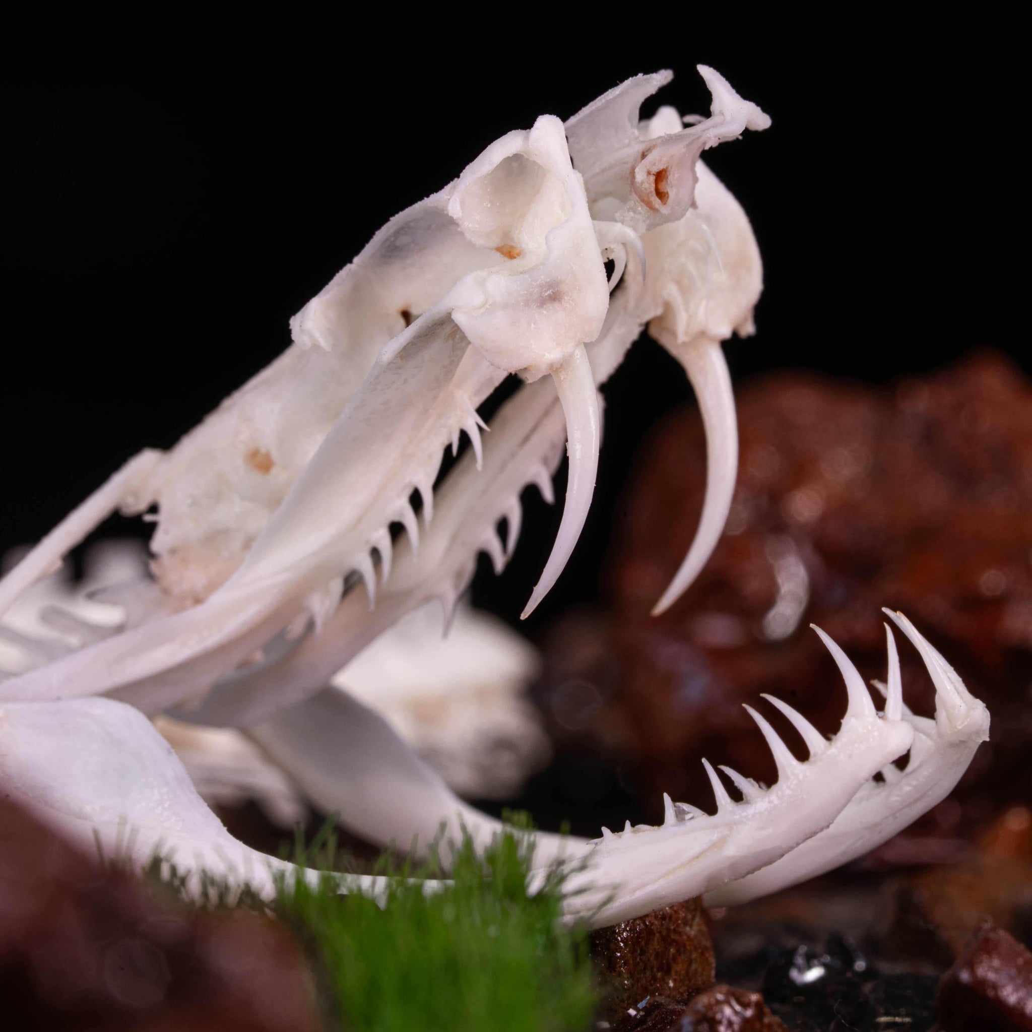 vipers snake display