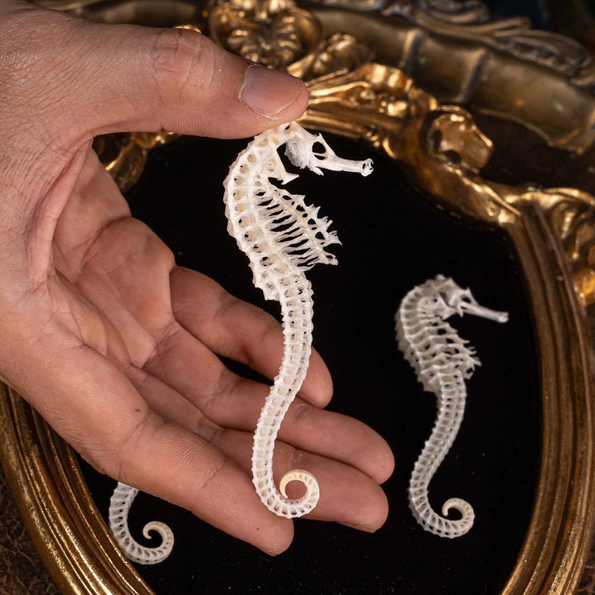 Real Seahorse with basic pose, Fish skeleton taxidermy – Duy Ng Skeleton
