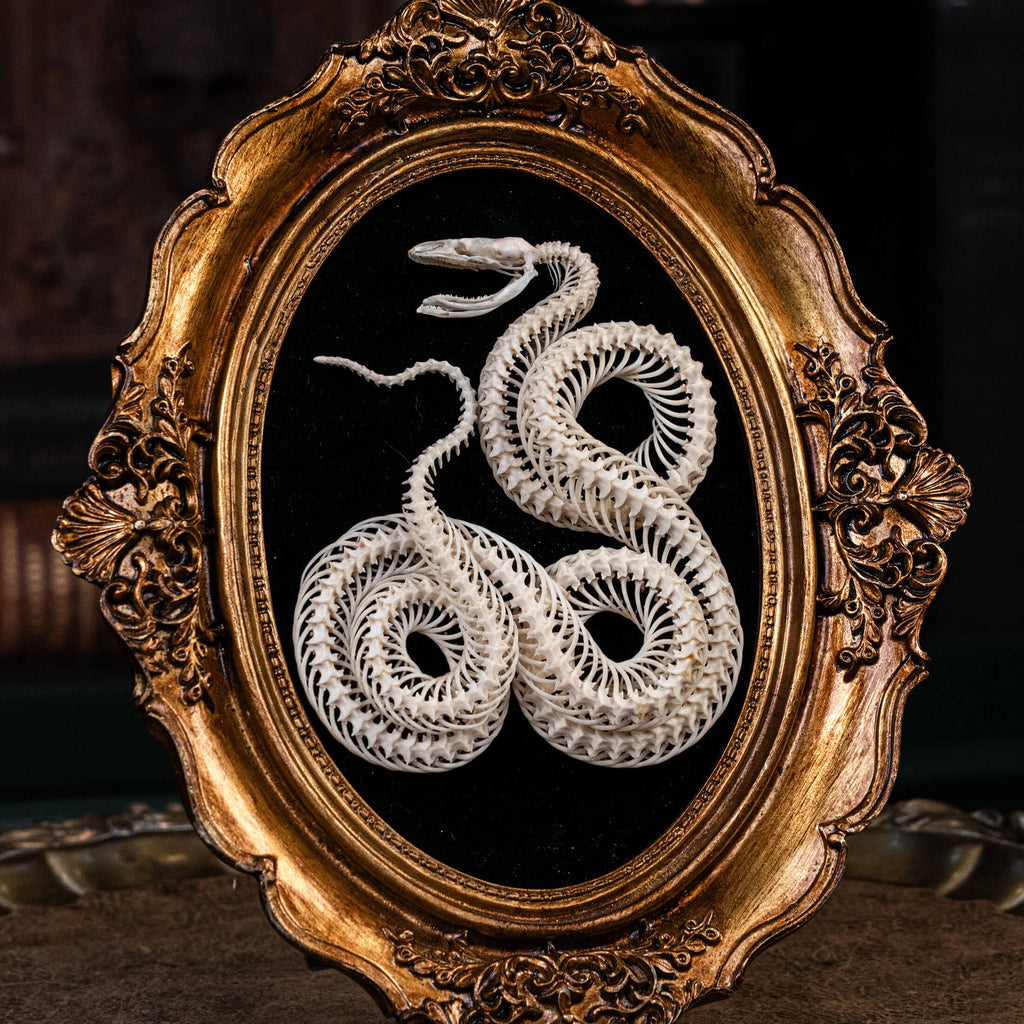 Real Snake skeleton, snake taxidermy on Vintage Victorian Frame frame ...