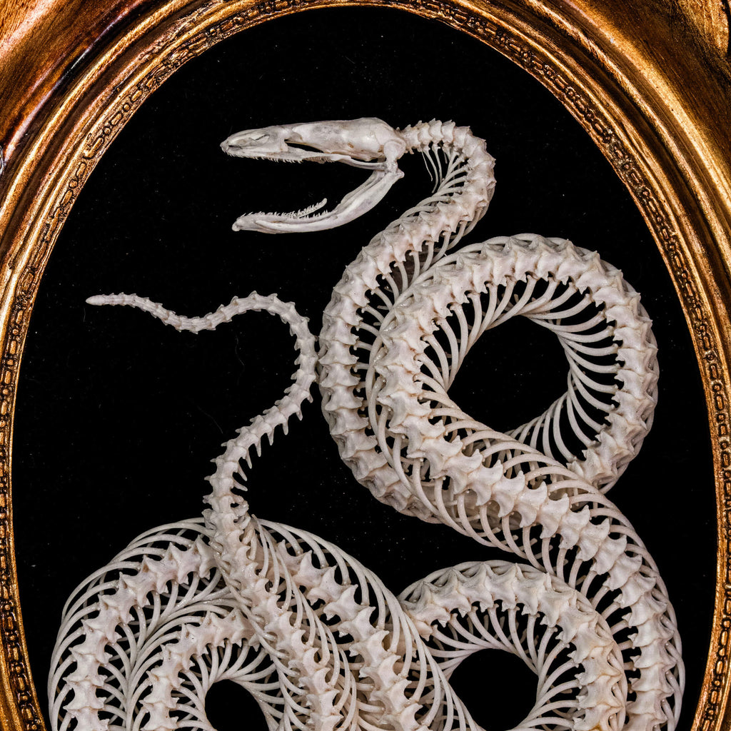 Real Snake skeleton, snake taxidermy on Vintage Victorian Frame frame ...