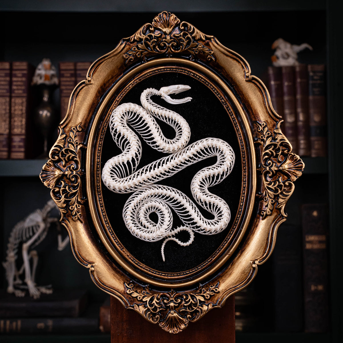 Snake Skeleton Taxidermy – Two Heart Coil on Vintage Victorian Frame ...