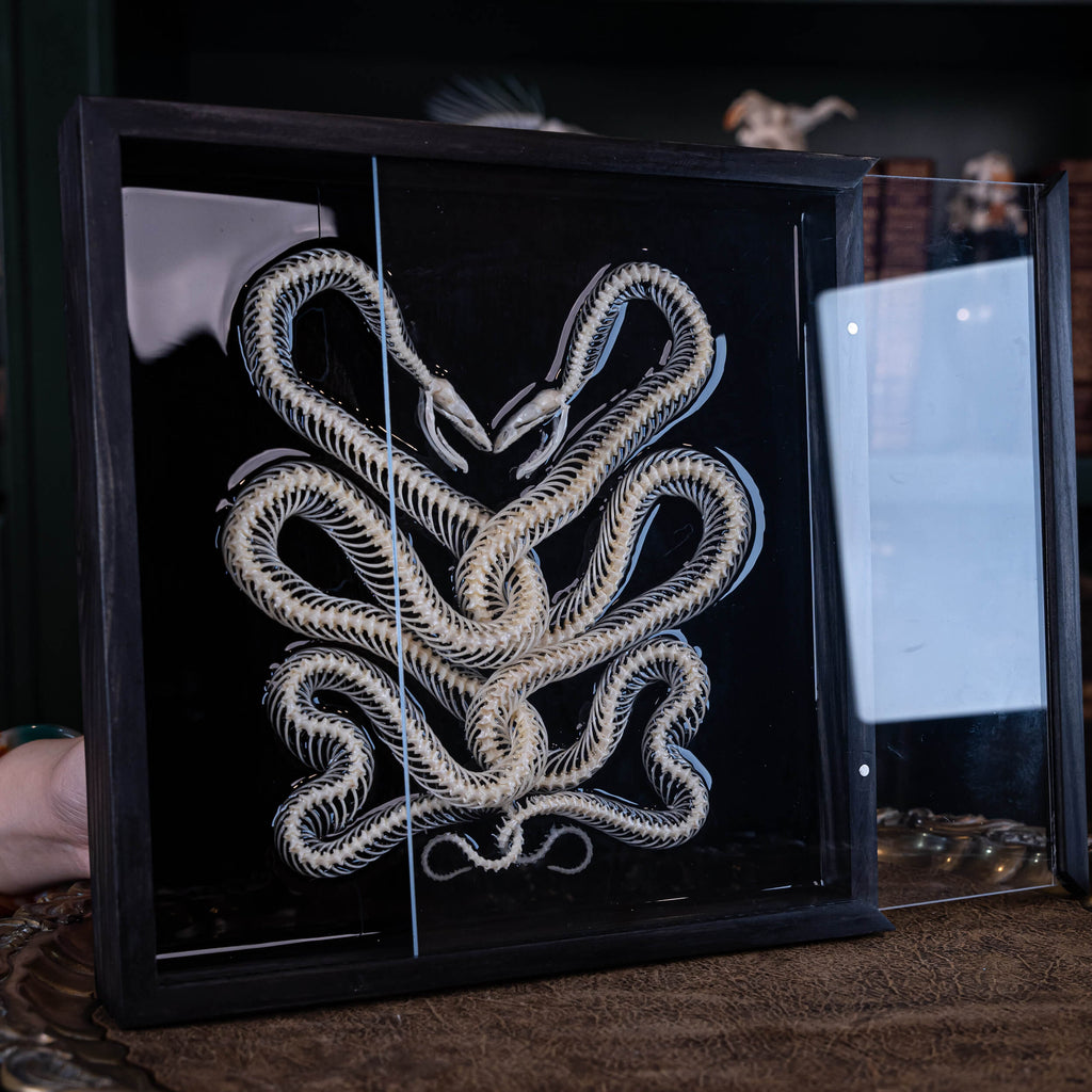 SERPENT LOVE, Real Snake Skeleton, Snake taxidermy, in shadow box – Duy ...
