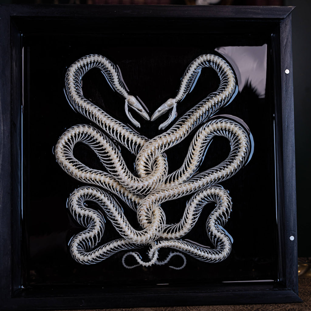 SERPENT LOVE, Real Snake Skeleton, Snake taxidermy, in shadow box – Duy ...