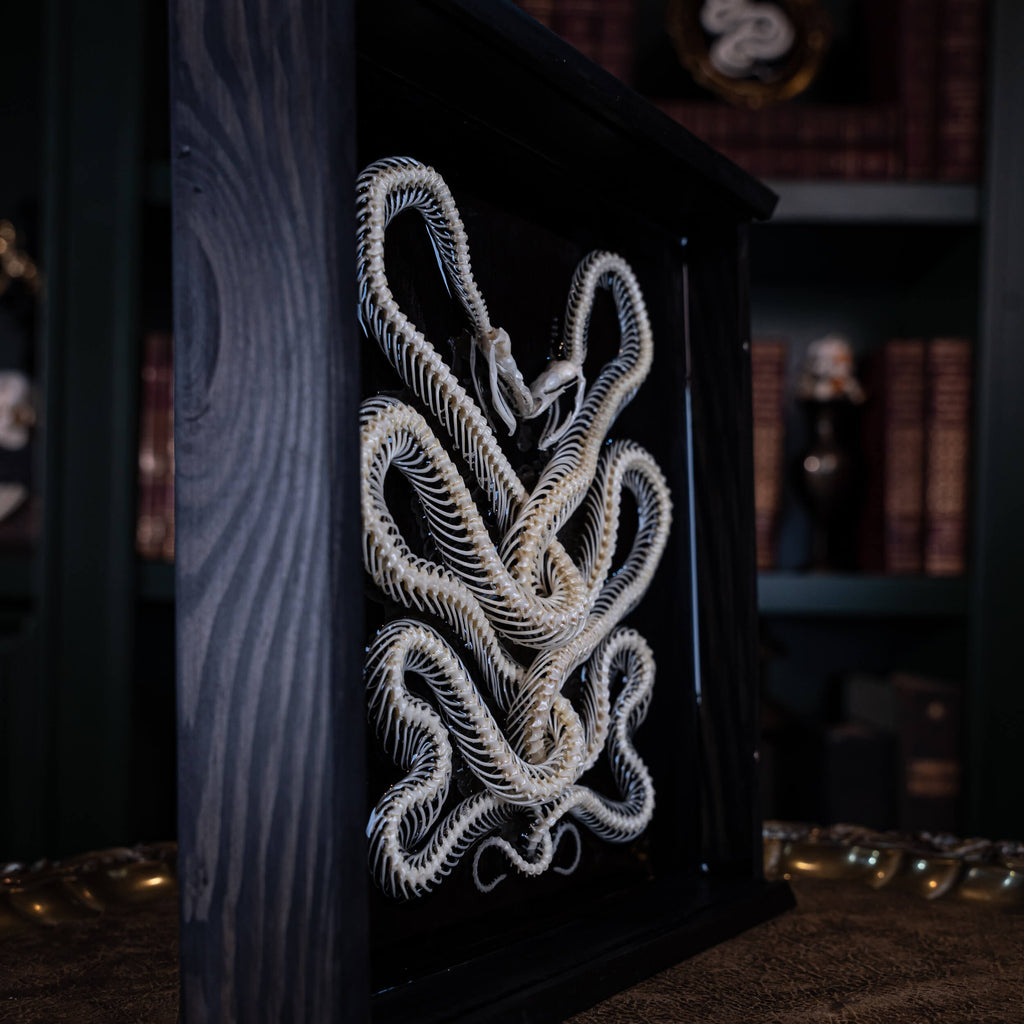 SERPENT LOVE, Real Snake Skeleton, Snake taxidermy, in shadow box – Duy ...