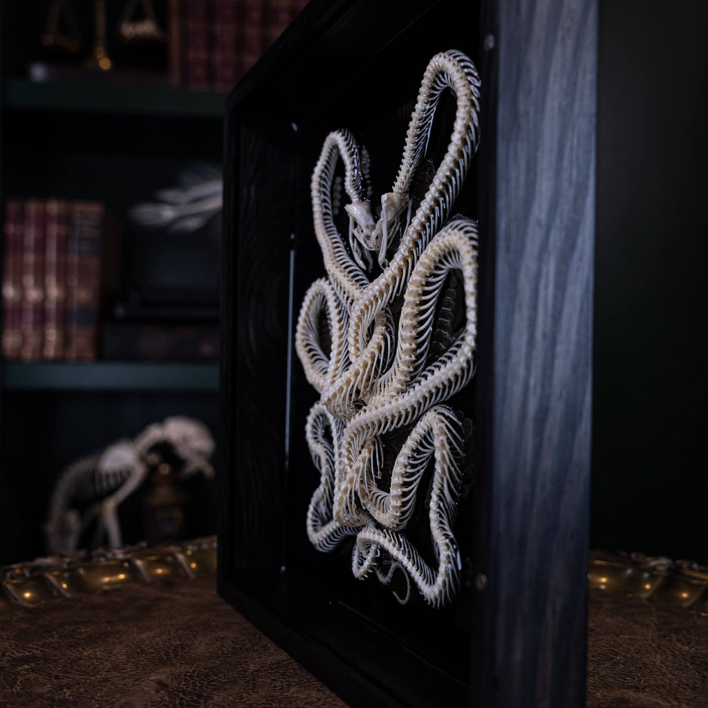 SERPENT LOVE, Real Snake Skeleton, Snake taxidermy, in shadow box – Duy ...