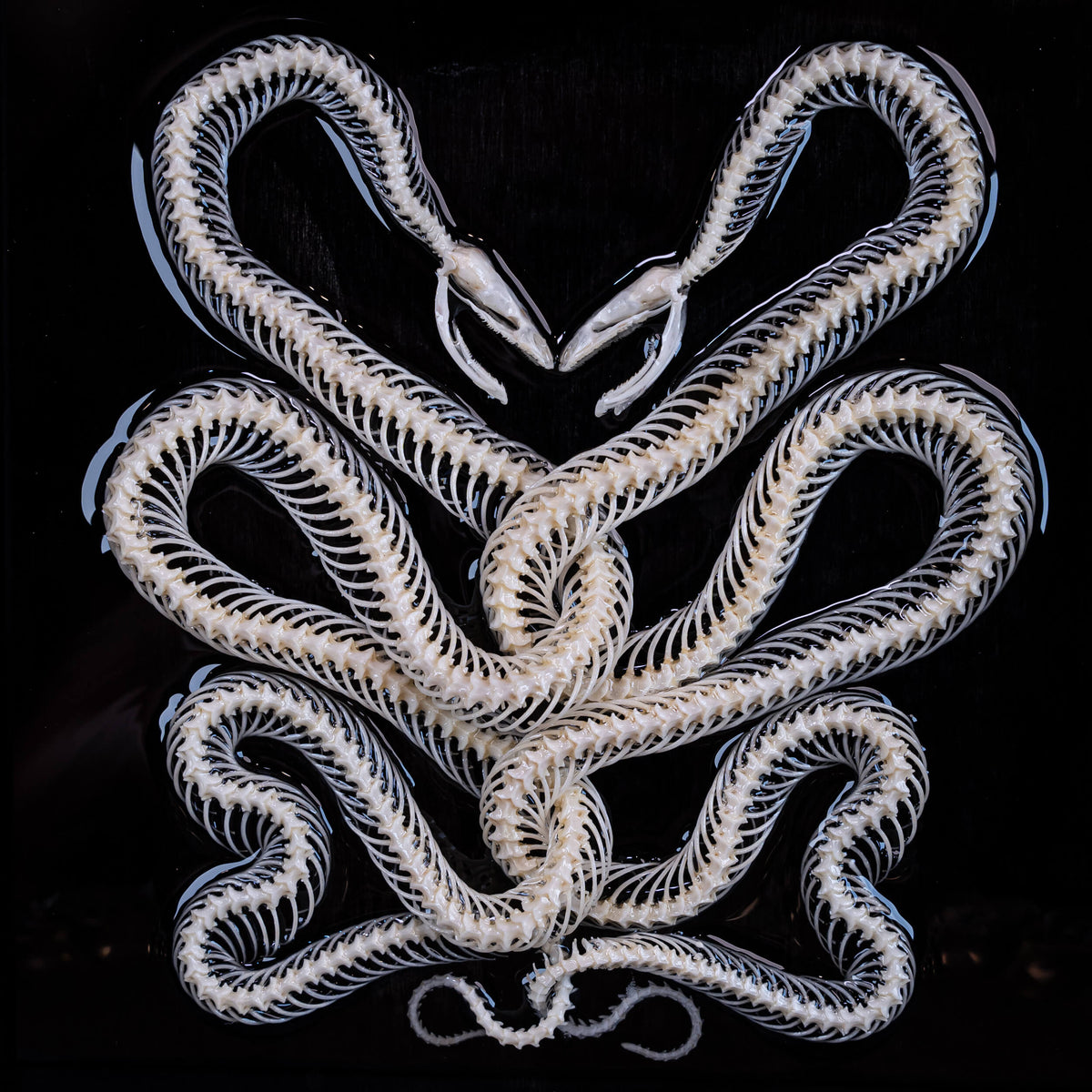 SERPENT LOVE, Real Snake Skeleton, Snake taxidermy, in shadow box – Duy ...