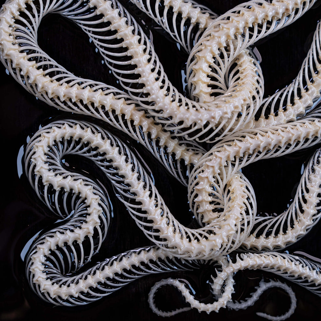 SERPENT LOVE, Real Snake Skeleton, Snake taxidermy, in shadow box – Duy ...