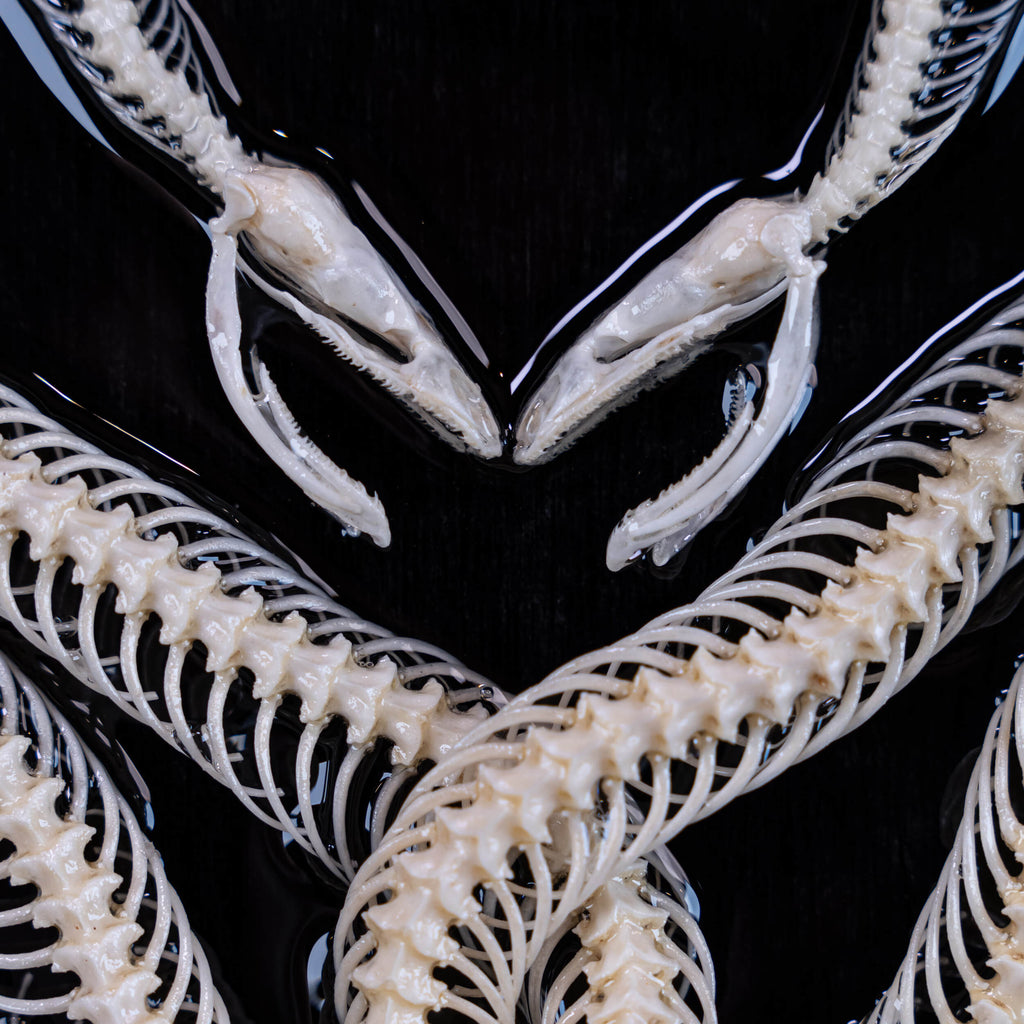 SERPENT LOVE, Real Snake Skeleton, Snake taxidermy, in shadow box – Duy ...