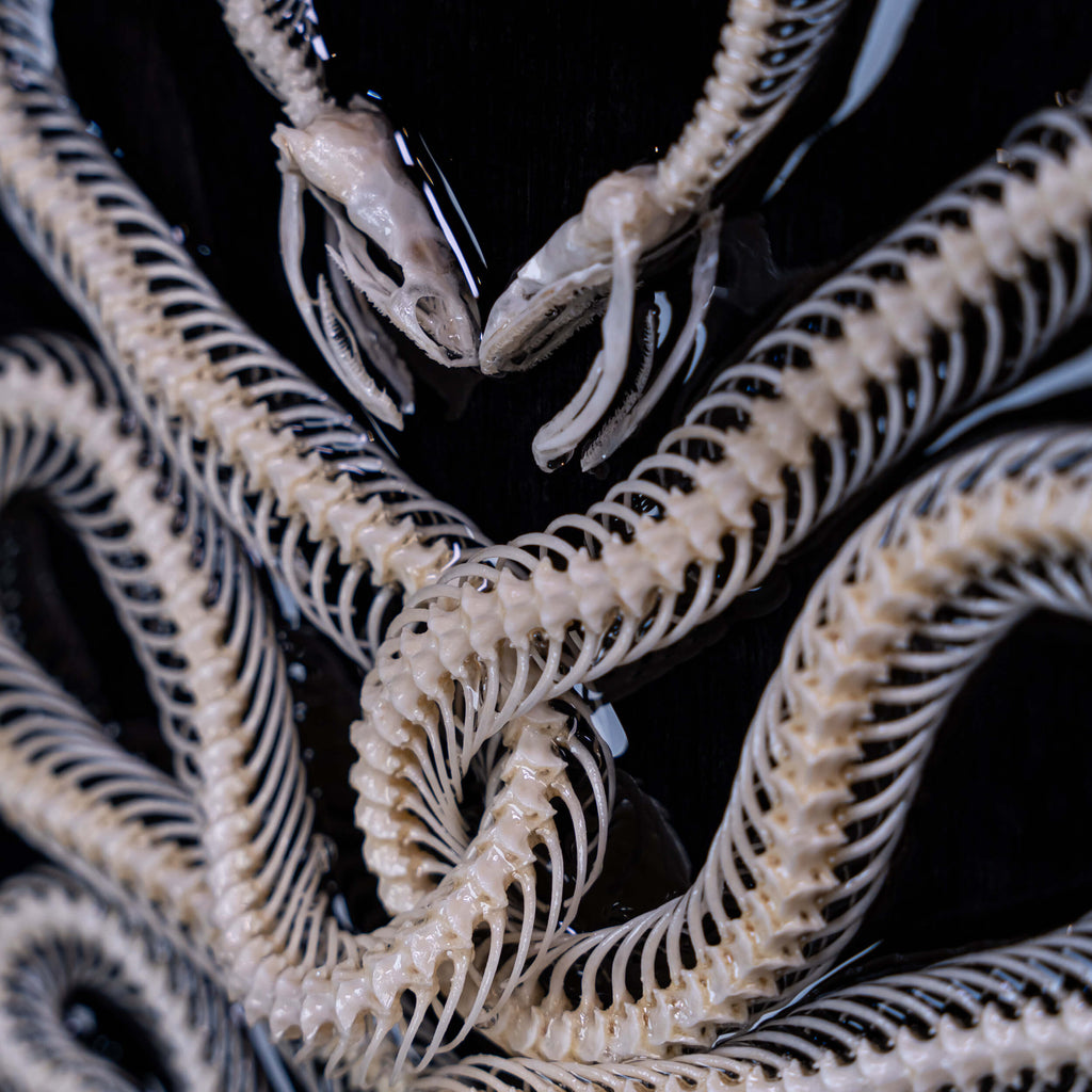SERPENT LOVE, Real Snake Skeleton, Snake taxidermy, in shadow box – Duy ...