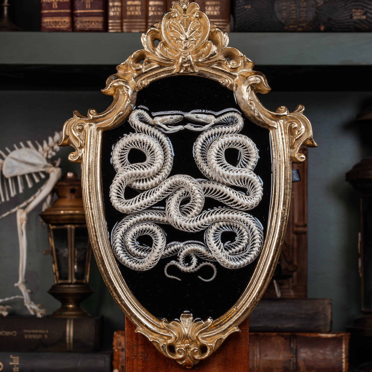 Twin Serpent Snake Skeleton – Caduceus Symbol Taxidermy on Vintage Fra ...