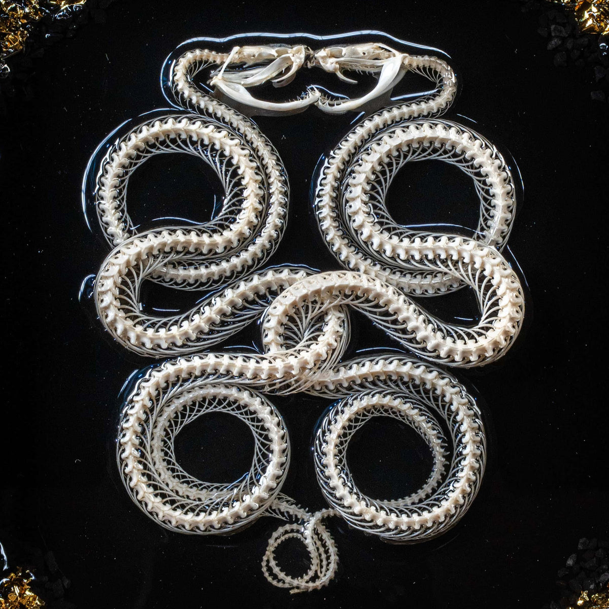 Real Caduceus Viper Snake skeleton, Ouroboros, snake fangs. – Duy Ng ...