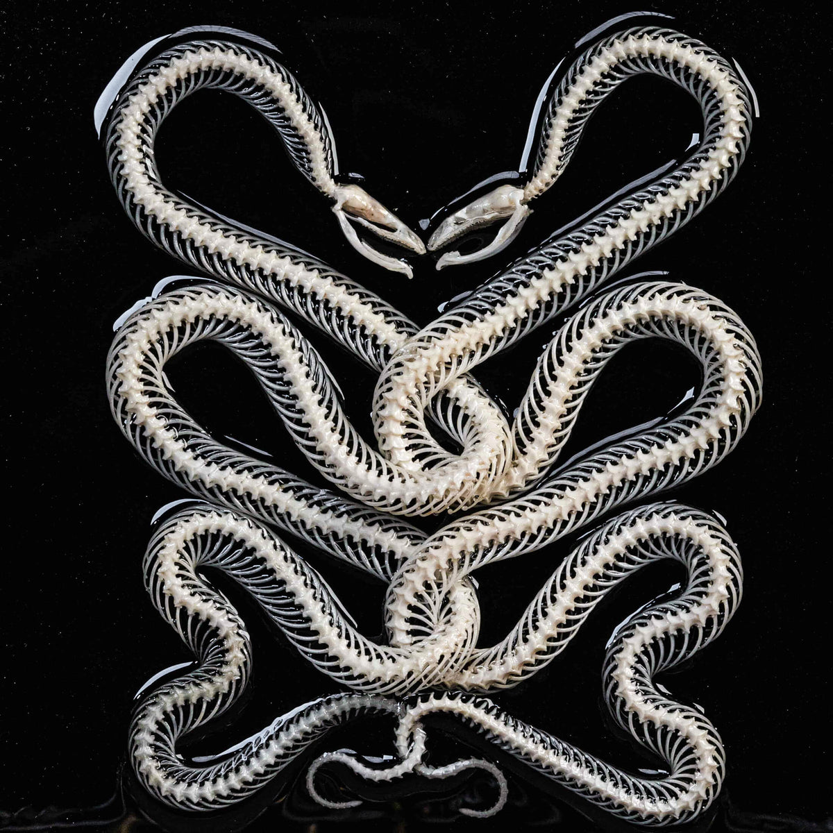 SERPENT LOVE, Real Snake Skeleton, Snake taxidermy, in shadow box – Duy ...