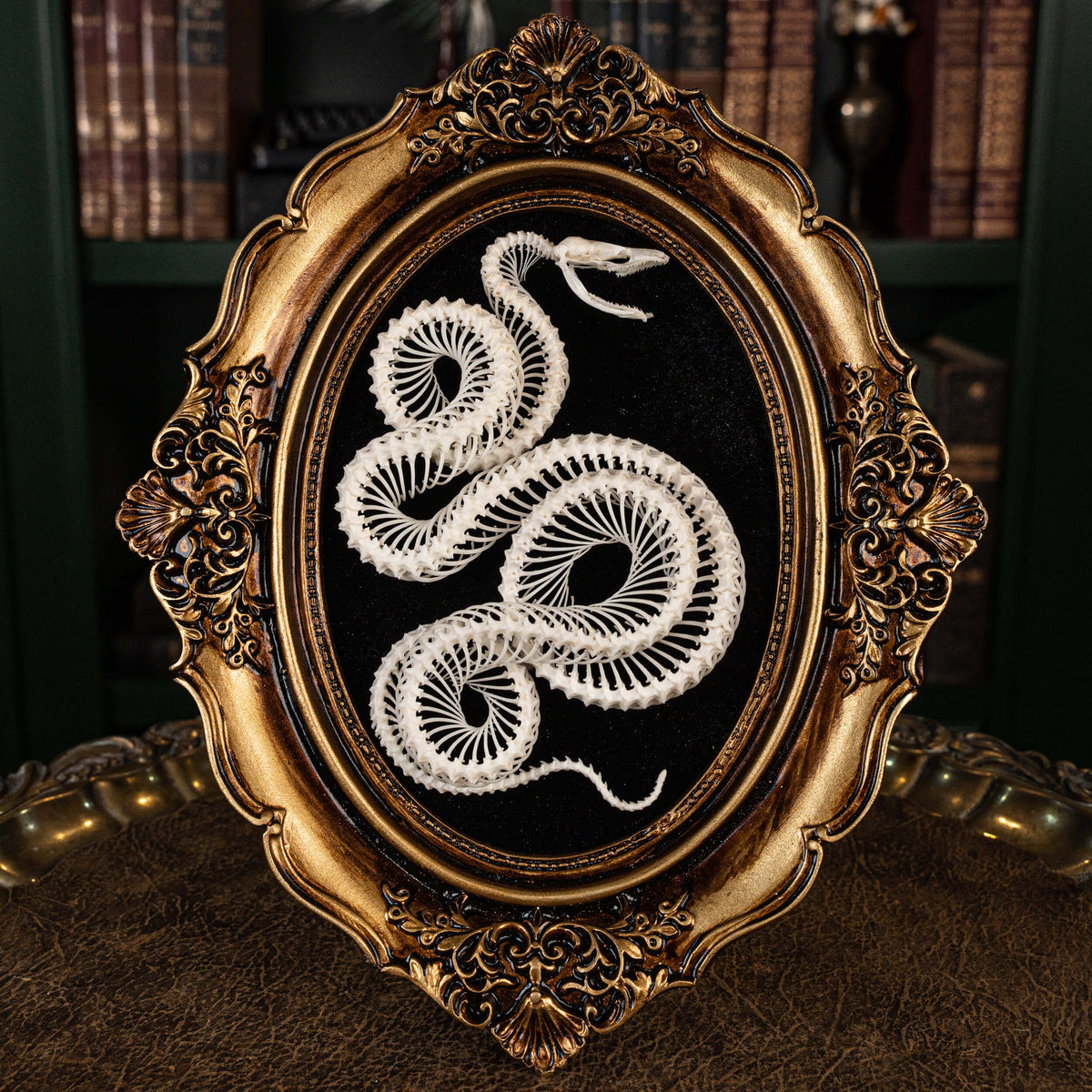 Real Snake skeleton, snake taxidermy on Gothic frame – Duy Ng Skeleton