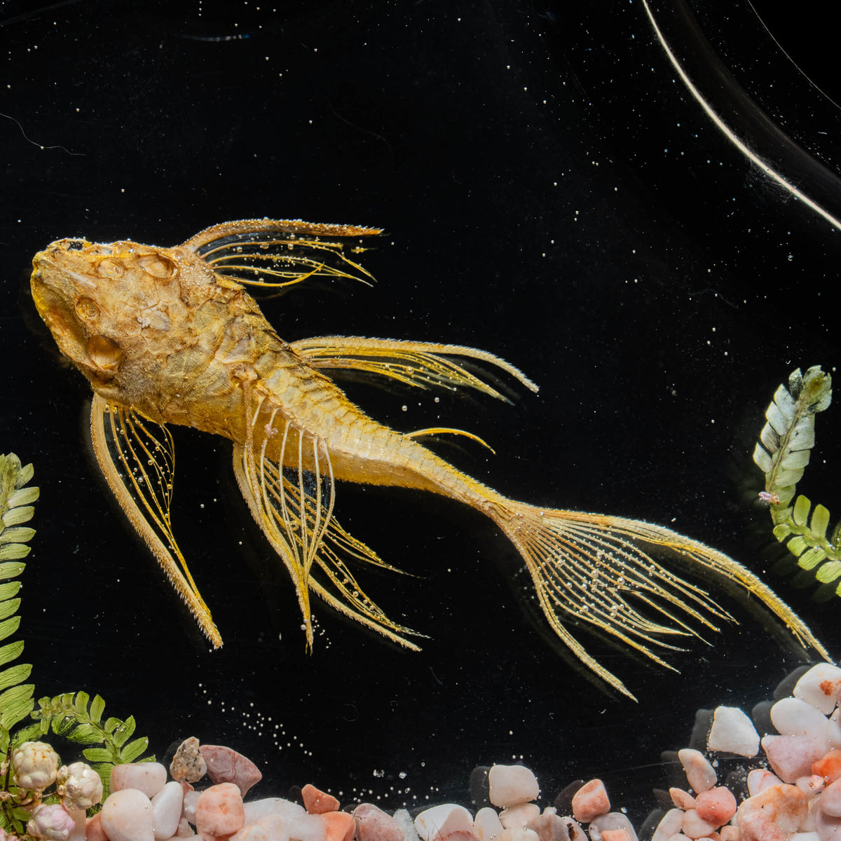Real Pleco Fish Taxidermy, Realistic resin Diorama Fish Tank Art – Duy ...