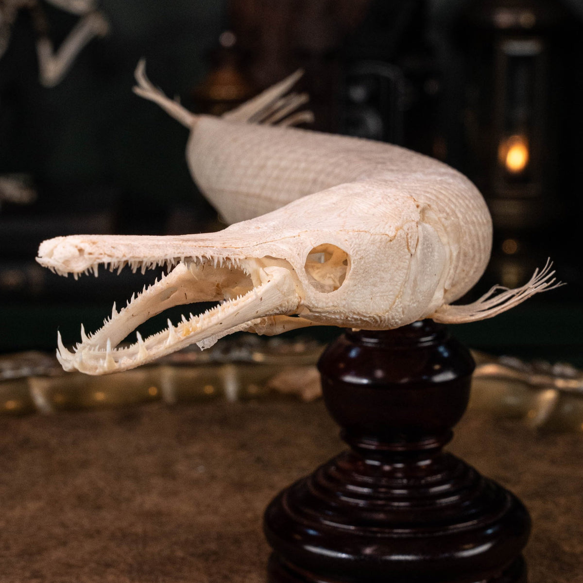 Real Alligator Gar skeleton, Fish skeleton taxidermy, armored fish ...
