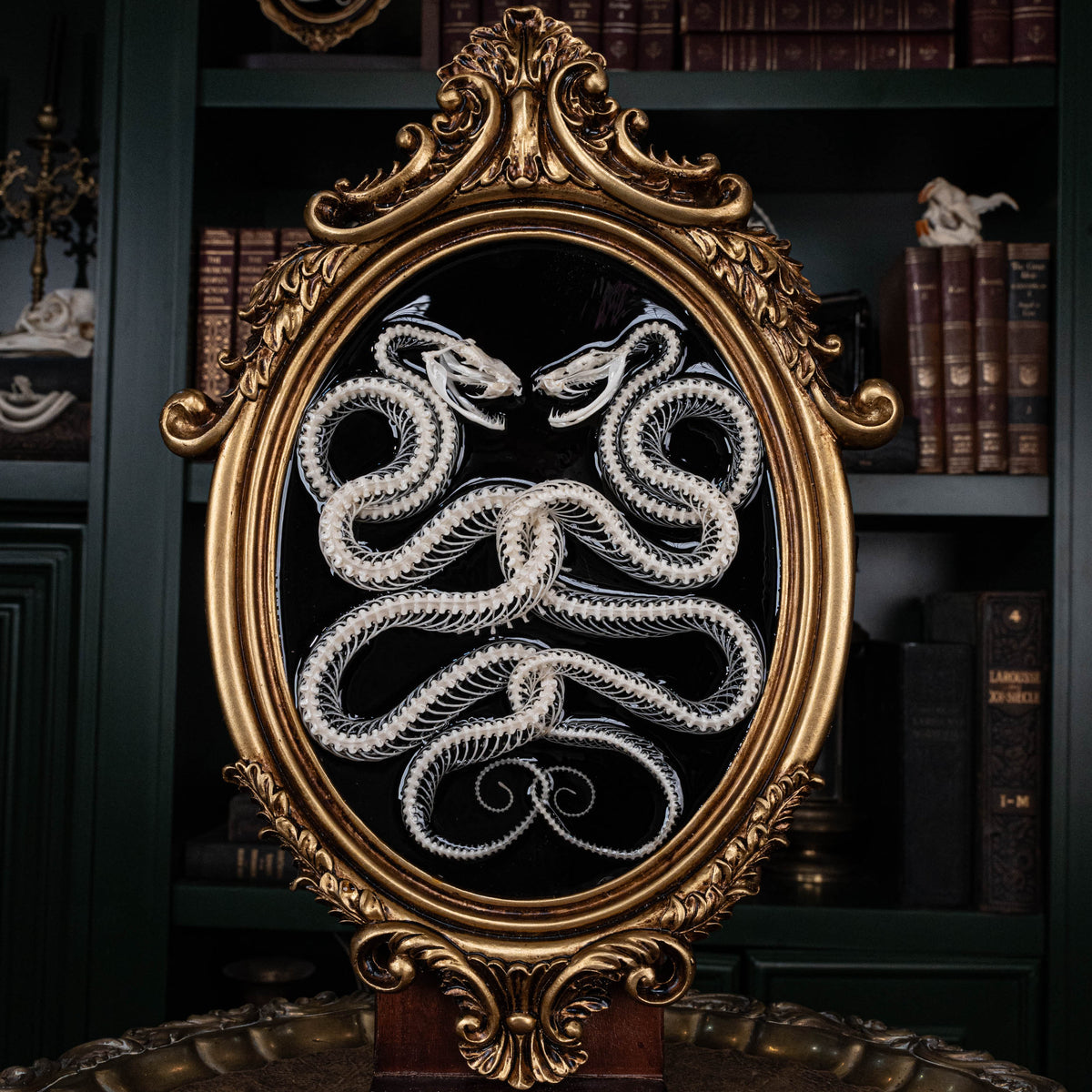 Caduceus Viper snake skeleton on Gothic Frame – Duy Ng Skeleton