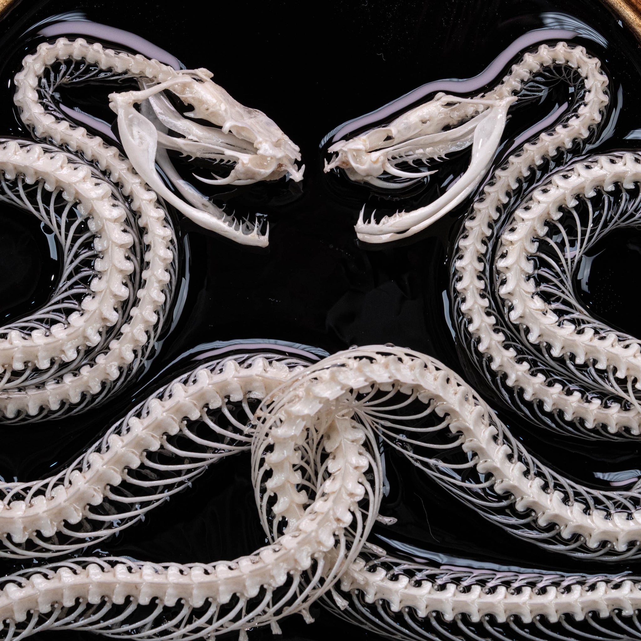 Corn Snake Skull Rice Paddy Snake Skeleton – Wunderkammer