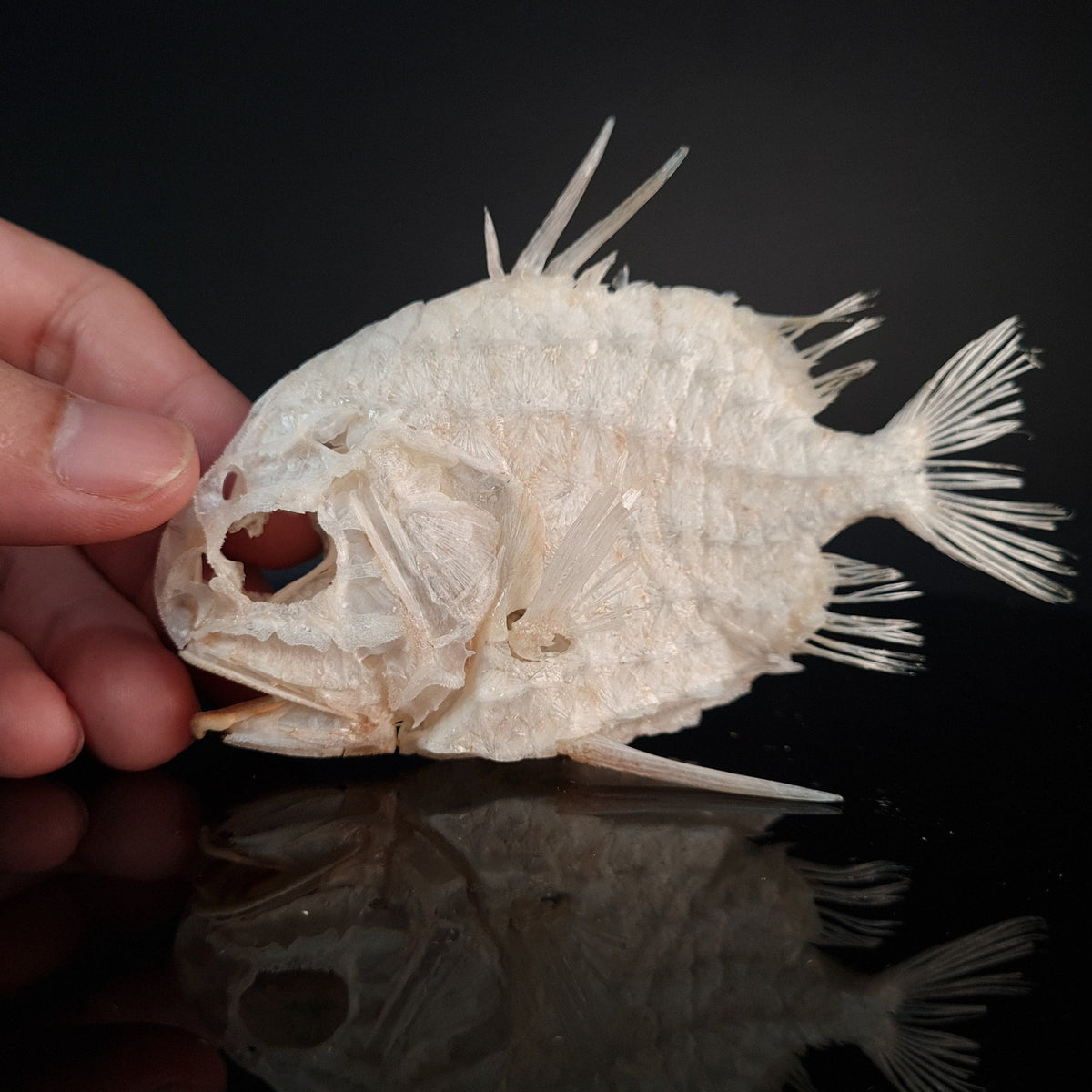 Real Pinecone Fish skeleton, fish taxidermy, Monocentridae taxidermy ...