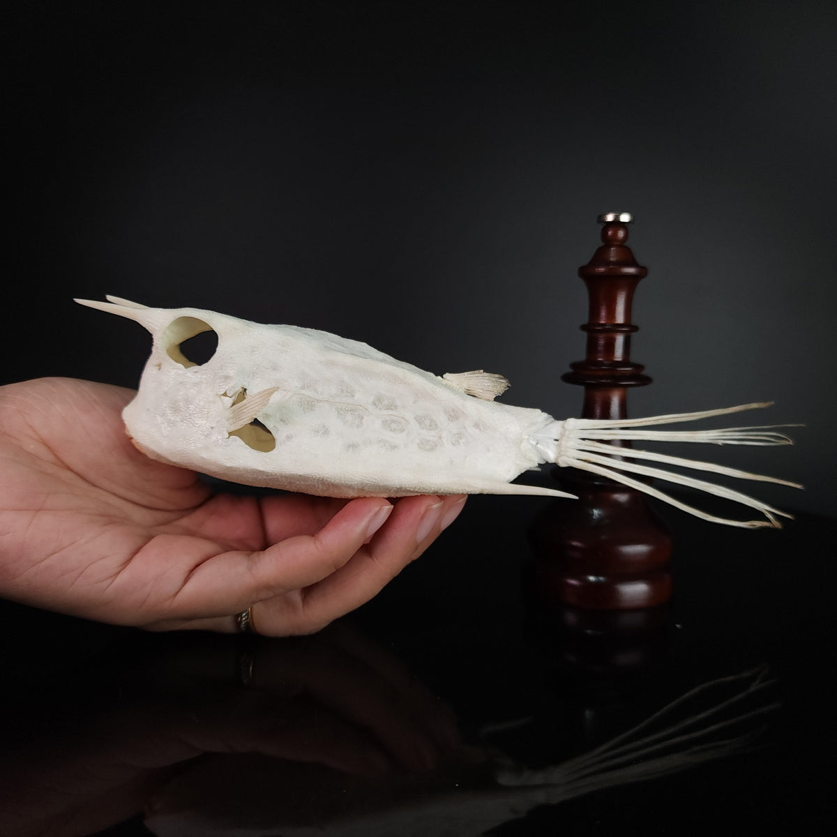 Real Longhorn Cowfish, Boxfish skeleton, magnet mounted onto Queen Che ...