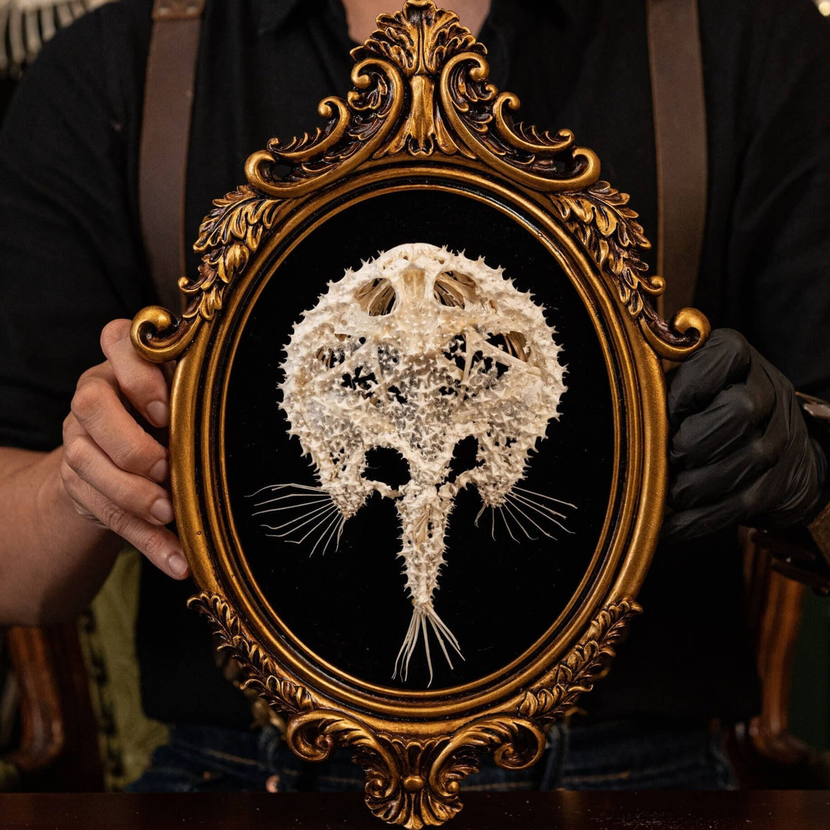 Real Starry Batfish skeleton, Fish skeleton taxidermy, Halieutaea sp o ...