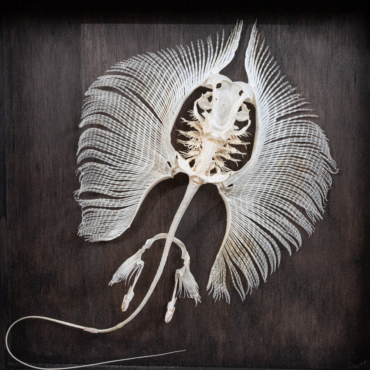 Real Stingray Skeleton, Stingray taxidermy, Stingray barb, Fish skelet ...