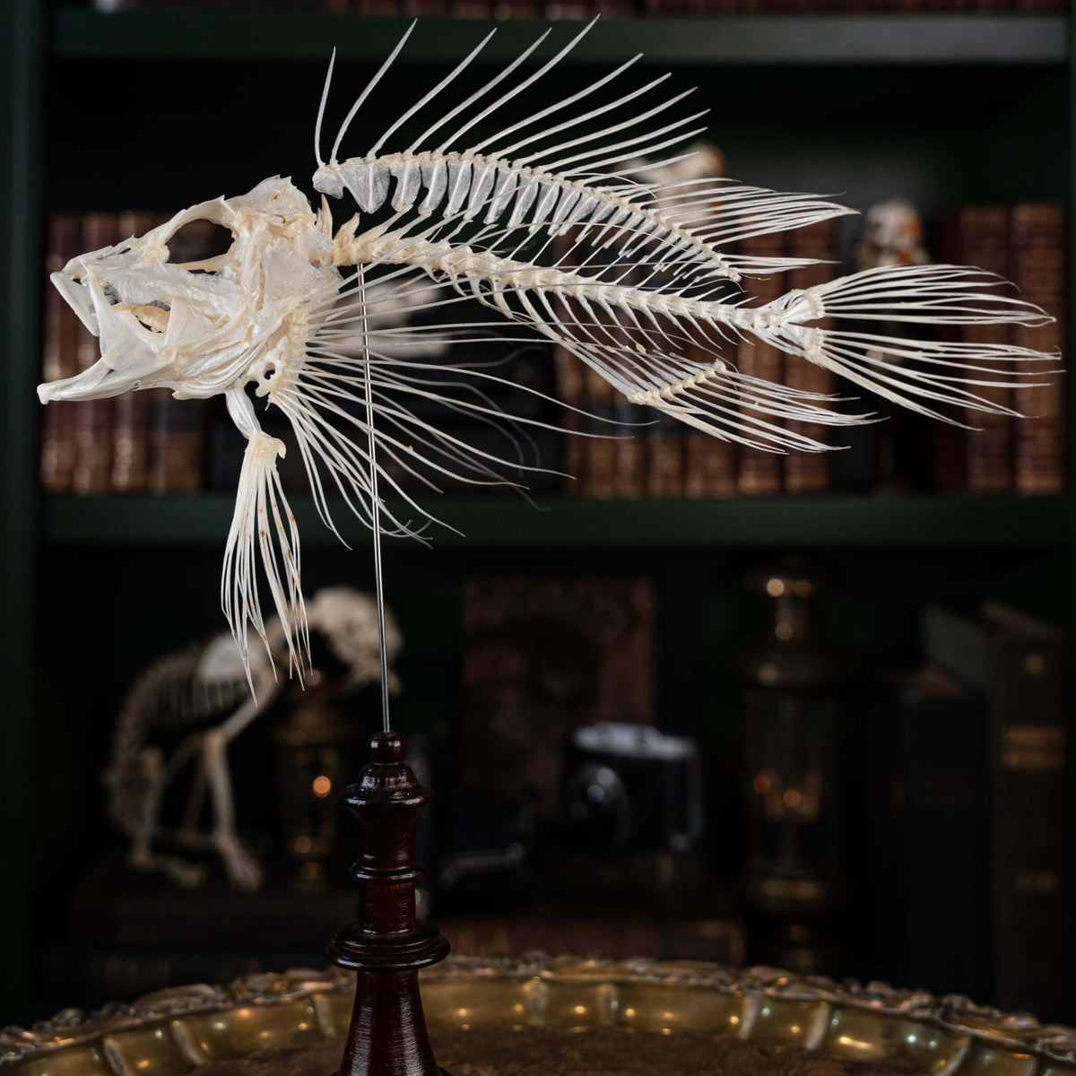 Real Lionfish Skeleton, Dendrochirus, Fish skeleton Taxidermy, on Quee ...